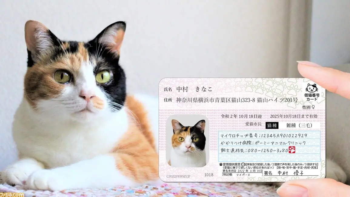 Daydream Lab Released a New Cat ID Card -- Superpixel